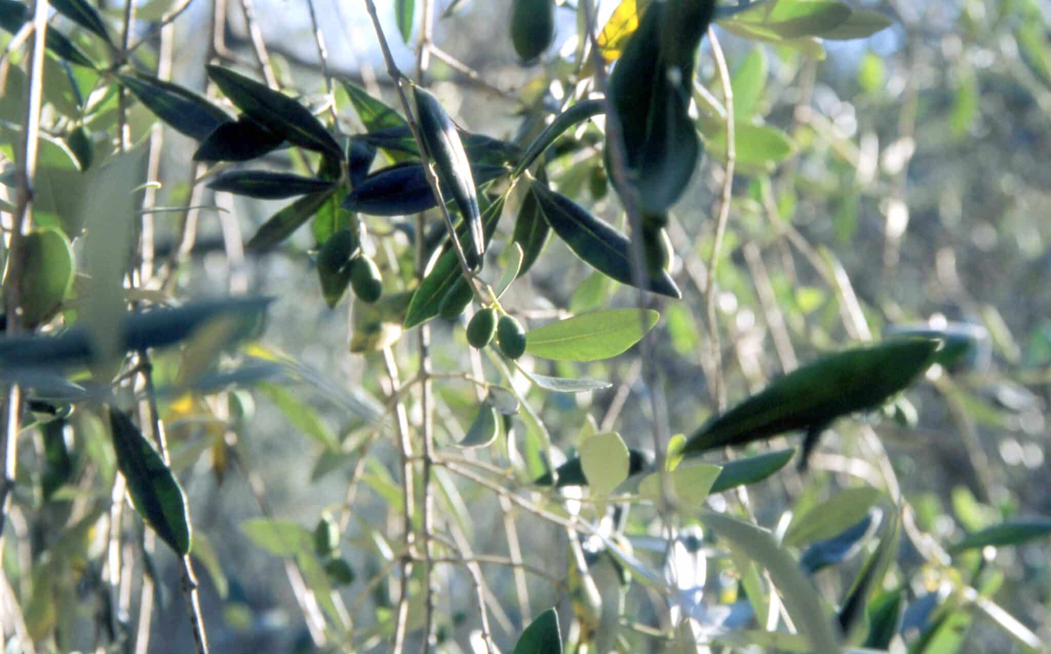 Histoy and origin of the Taggiasca olive - Olio Calvi