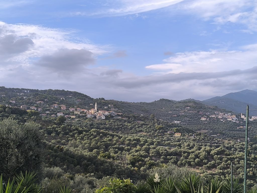 Liguria's Golden Fruit: The Challenges of Harvesting Taggiasca Olives ...